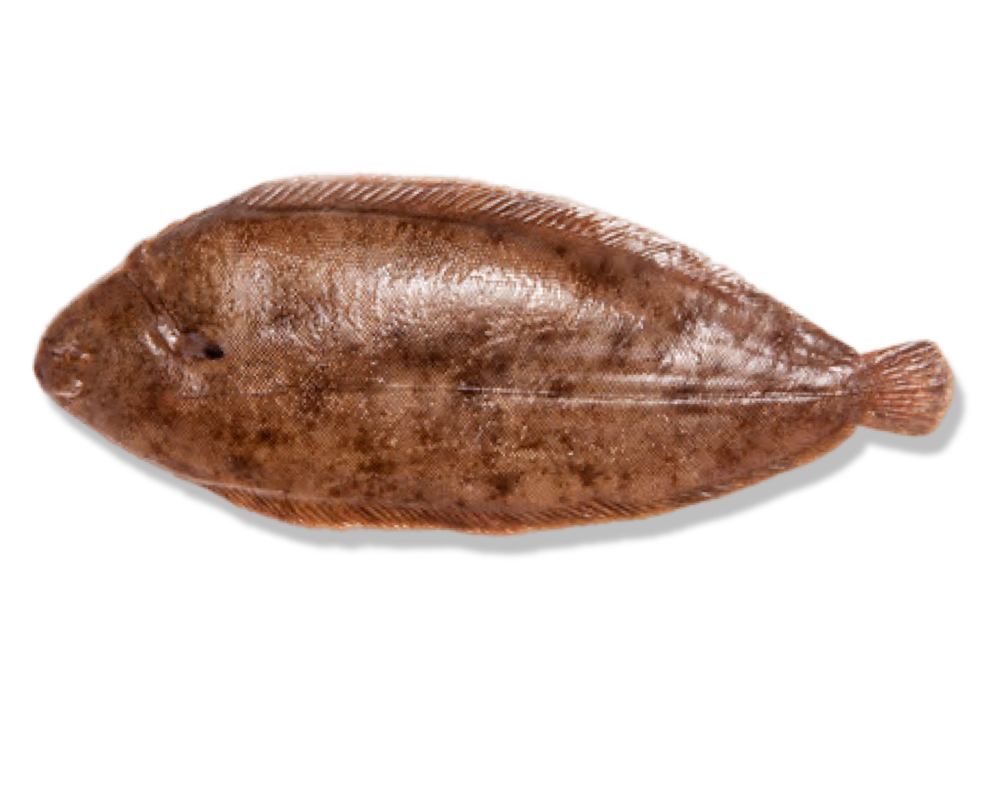 Dover Sole - Down The Cove