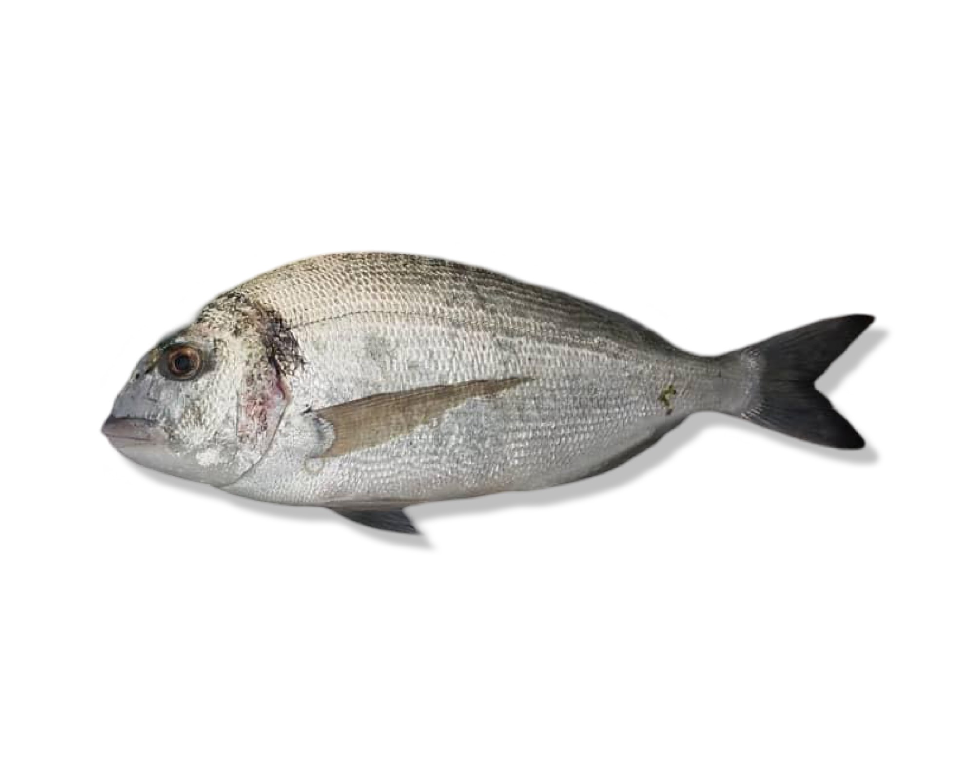 Gilthead Bream - Down The Cove