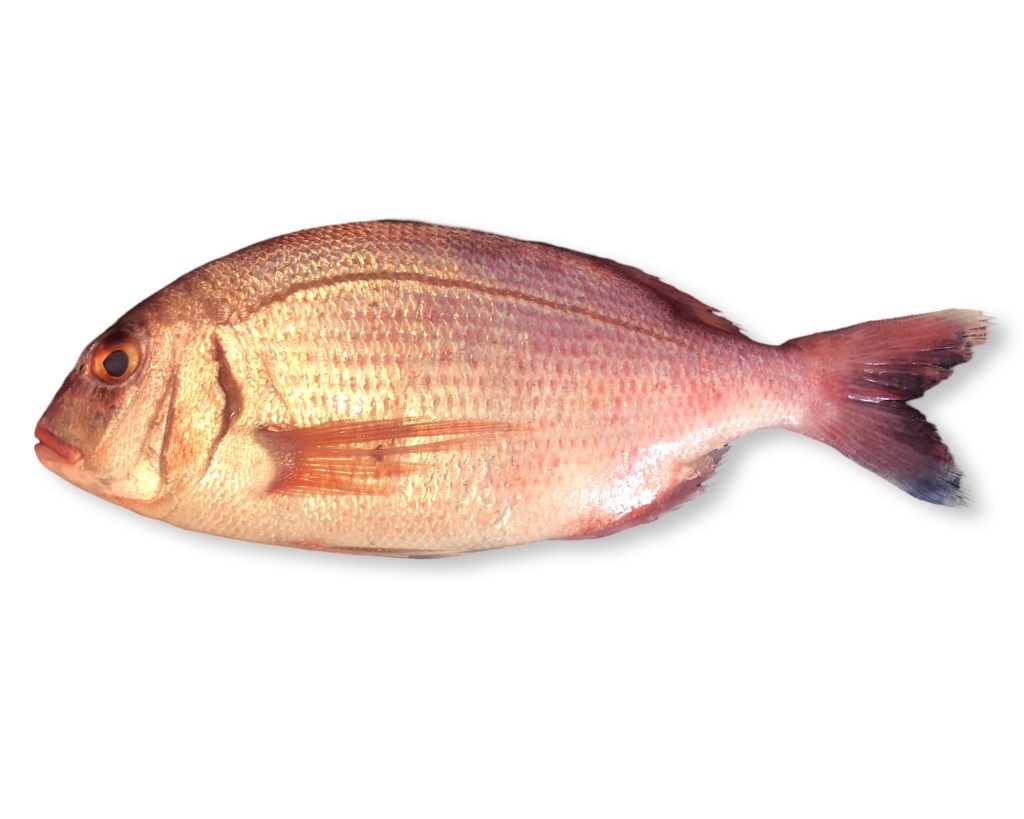 Red Sea Bream - Down The Cove
