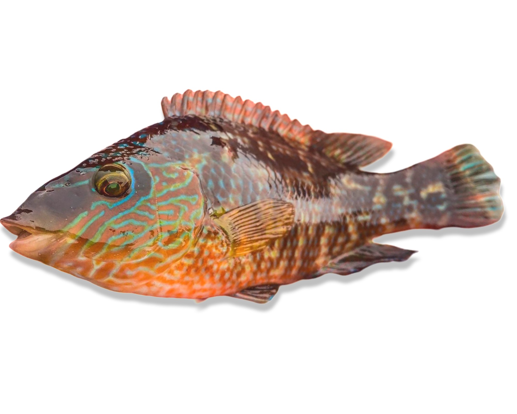 Wrasse - Down The Cove