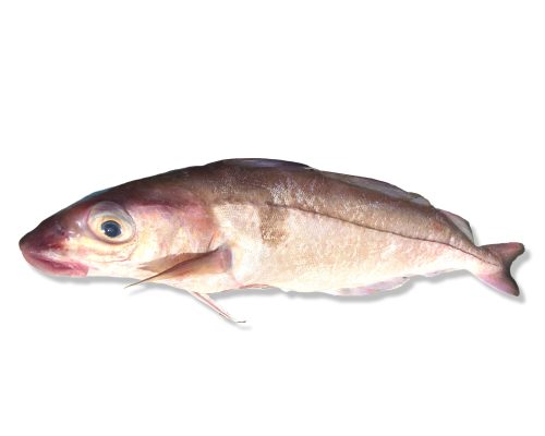 Wine Pairing Guide - Down The Cove