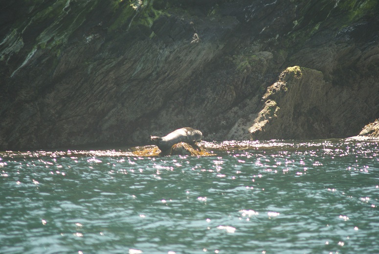 Orca Sea Safaris - Down The Cove